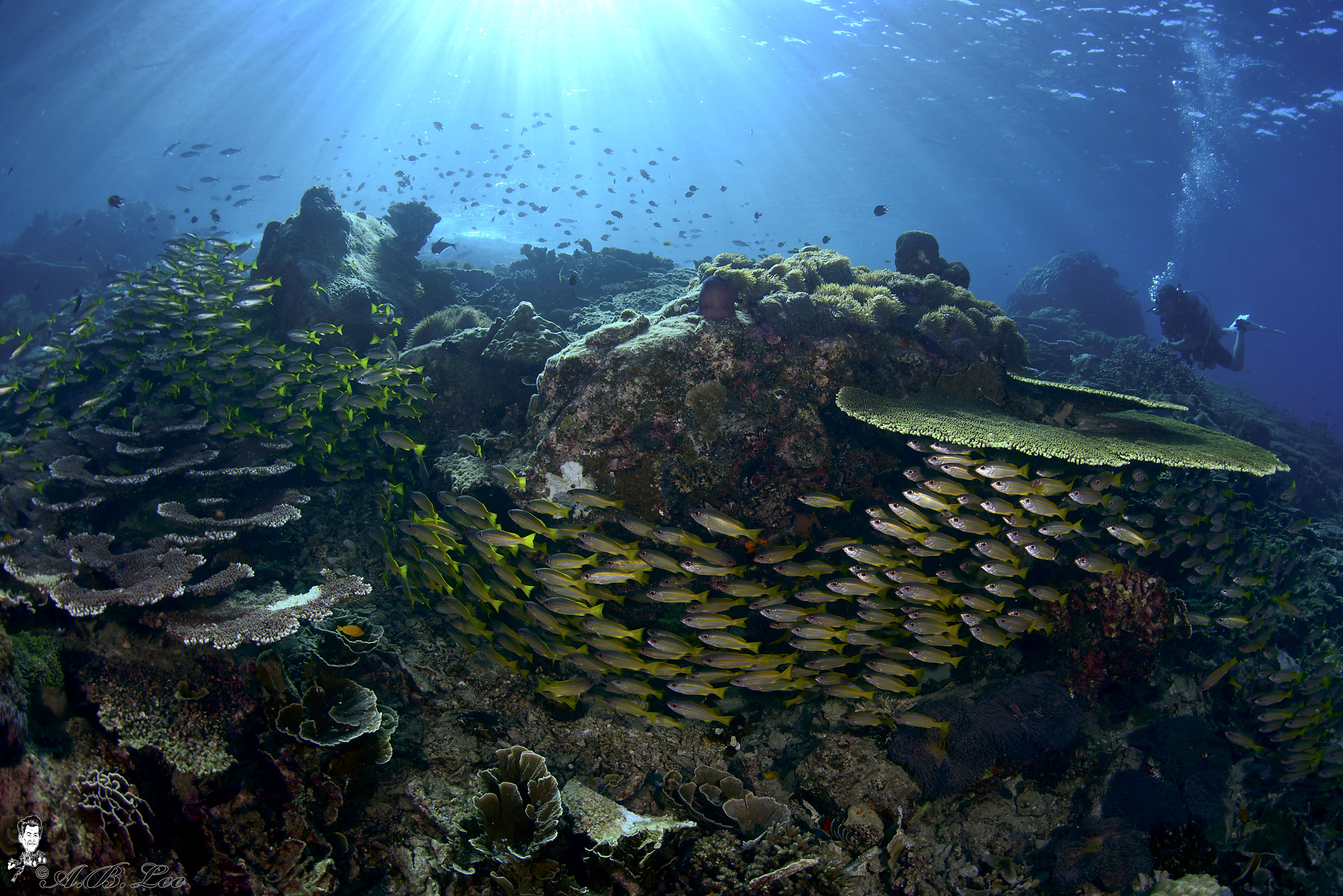 PADI Advanced Open Water Course | Scuba Diving Courses | Advanced Open ...