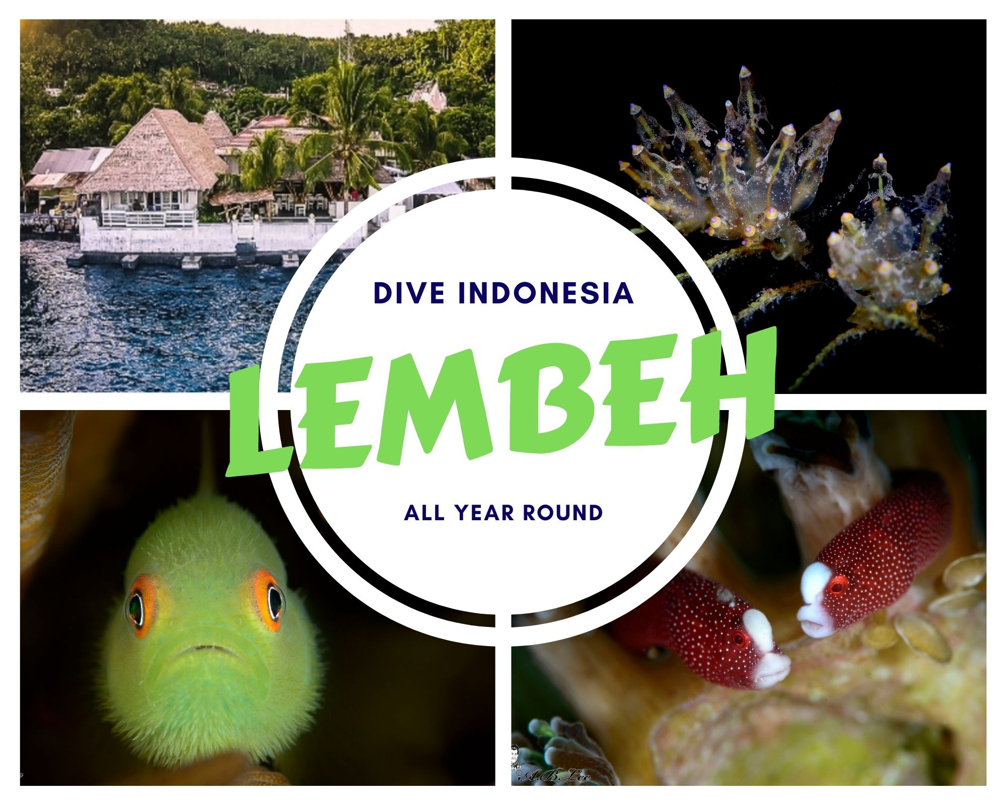 Dive Trip | Dive Vacation | Scuba Diving | The Diver's Den